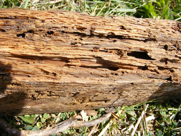 Eastern Subterranean Termite interaction with Ant Invasion | Project Noah