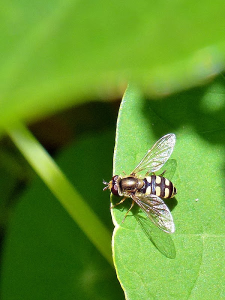 Common Banded Hoverfly | Project Noah