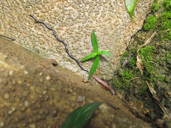 Unknown Thai Hammerhead Flatworm | Project Noah