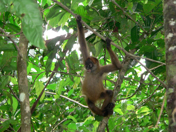 Black-handed spider monkey | Project Noah