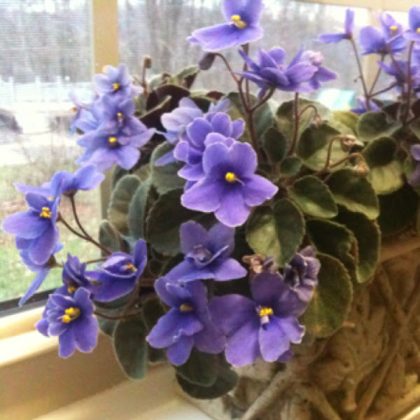 African violet | Project Noah
