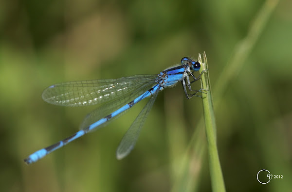 Vivid Dancer Damselfly | Project Noah