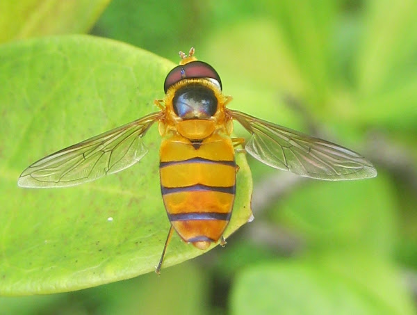 Hoverfly | Project Noah