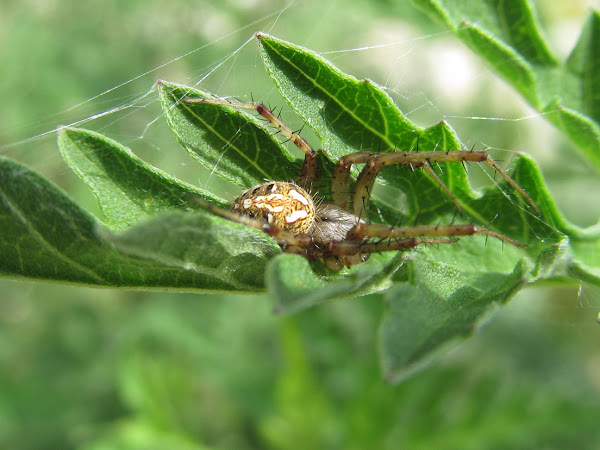 Arabesque Orbweaver | Project Noah