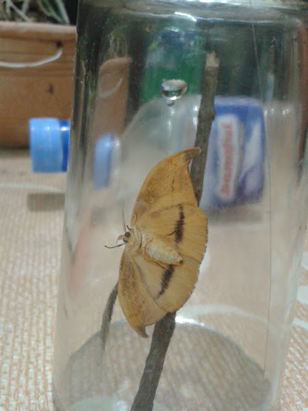 Hook-tip Moth (Drepanidae) | Project Noah