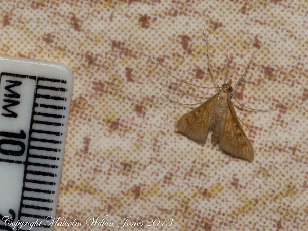 Sesame Leafroller | Project Noah