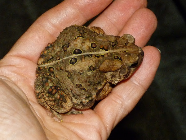 Fowler's toad | Project Noah