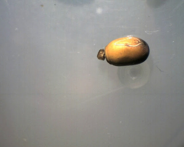 Stick insect eggs | Project Noah