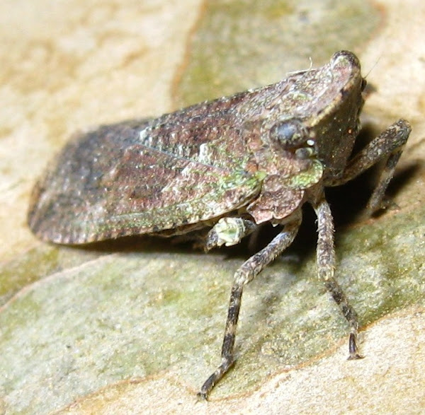 Cicada ? | Project Noah