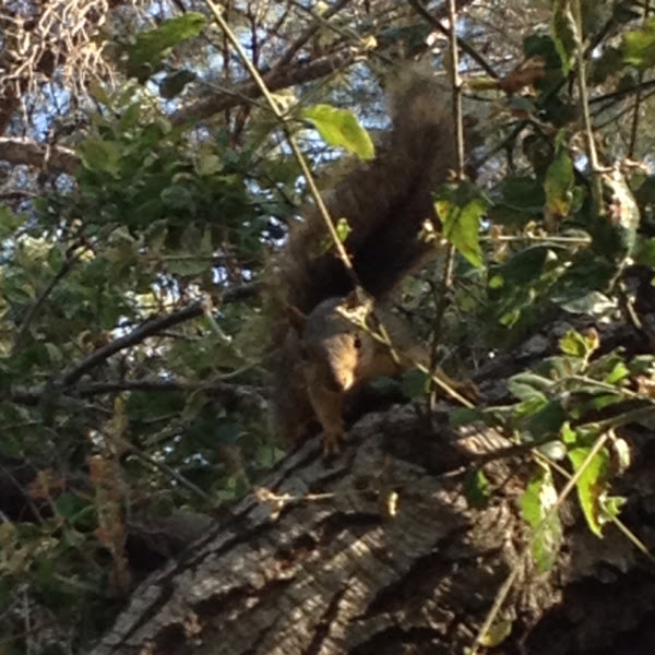 Eastern Fox Squirrel | Project Noah