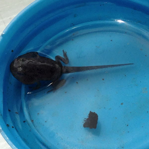 Fowler's Toad, tadpole | Project Noah