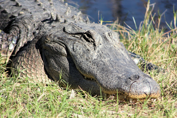 American Alligator | Project Noah