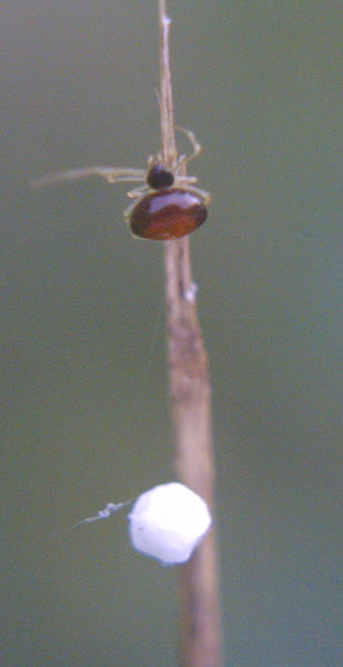 Cobweb Spider and Egg Sac | Project Noah