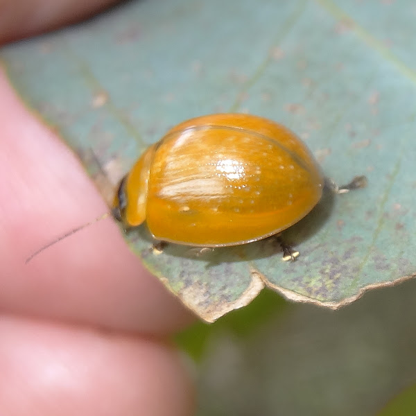 Eucalyptus leaf beetle | Project Noah