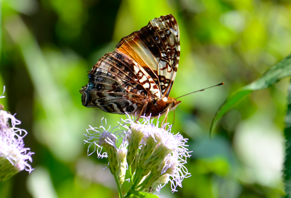 Orange mapwing | Project Noah