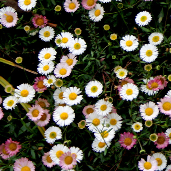 Mexican Daisy, Santa Barbara Daisy, Daisy Fleabane, Latin American Fleabane | Project Noah