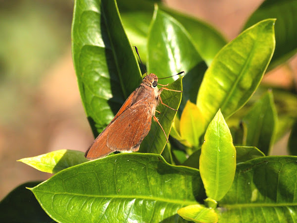 Monk Skipper | Project Noah