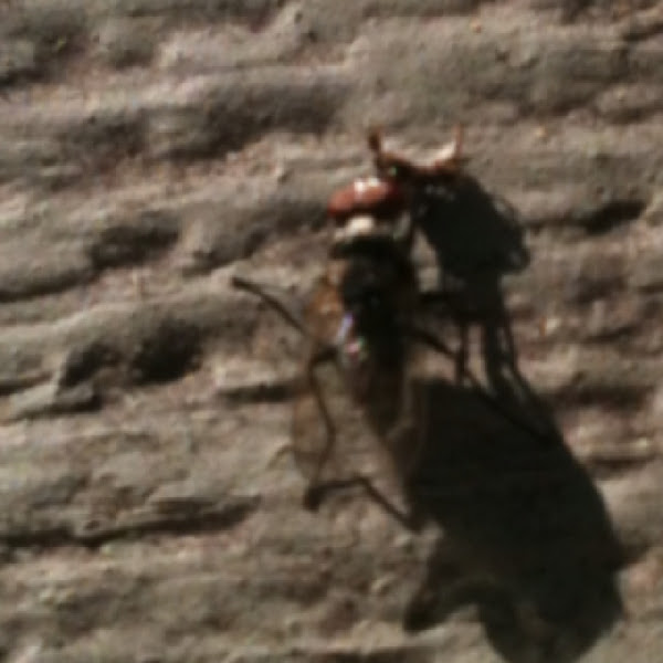 Common housefly | Project Noah