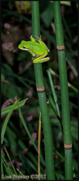 Green Treefrog | Project Noah