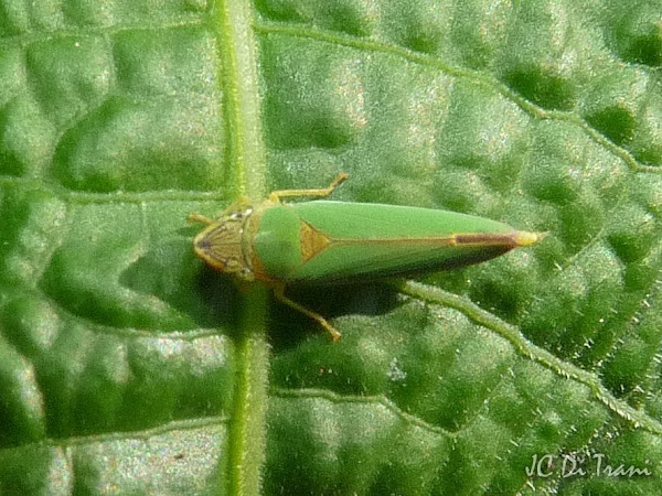 Leafhopper | Project Noah
