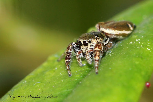 Jumping Spider | Project Noah
