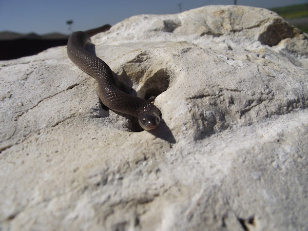 Rough Earth Snake | Project Noah