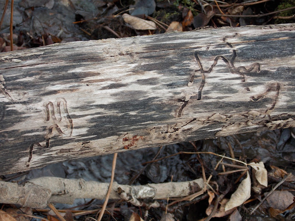 True Bark Beetle | Project Noah