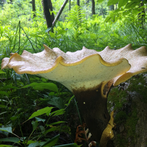 Elegant polypore | Project Noah