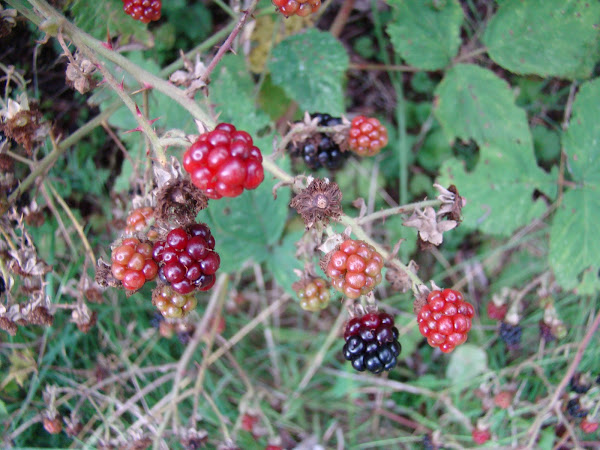 Blackberry | Project Noah