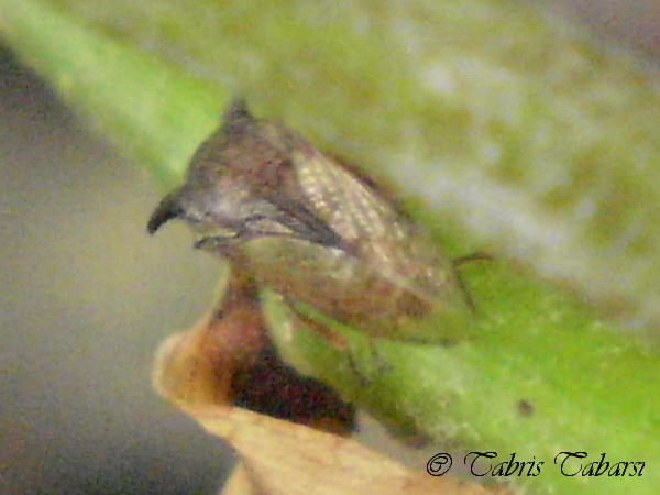 Thorn Mimic Treehopper | Project Noah