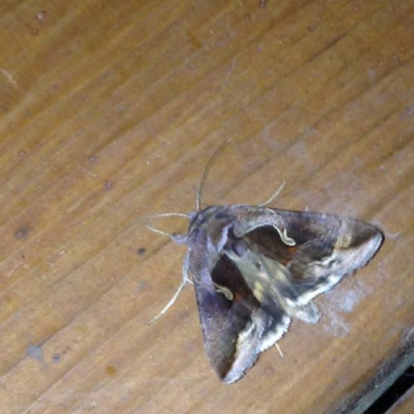 Common looper moth | Project Noah