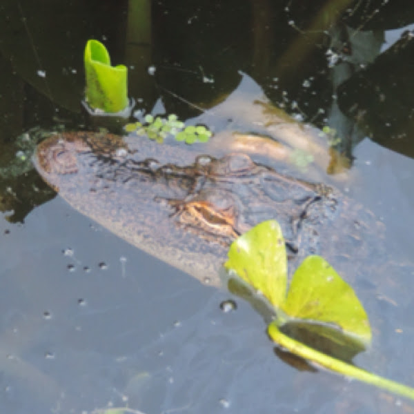 Alligator | Project Noah