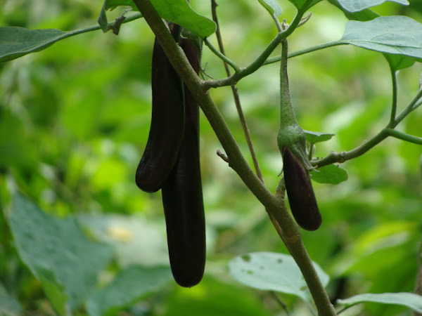 Eggplant | Project Noah