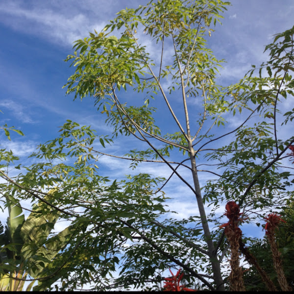 Oregon Ash | Project Noah