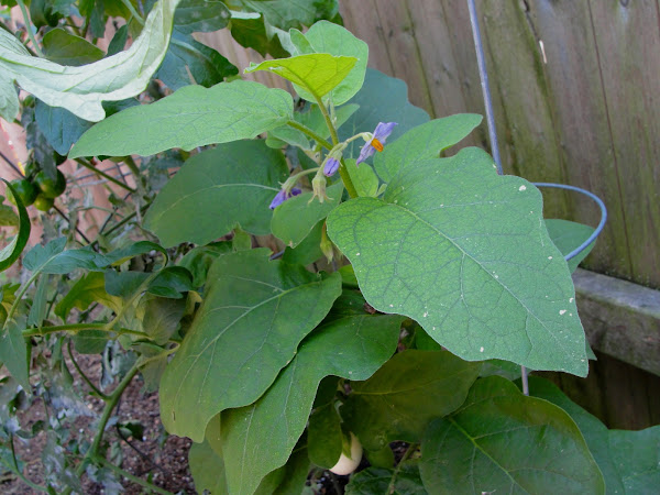 White Eggplant | Project Noah