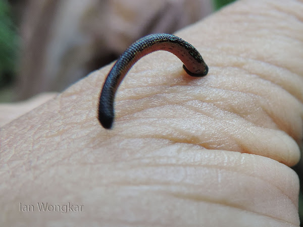 Jawed land leeches | Project Noah