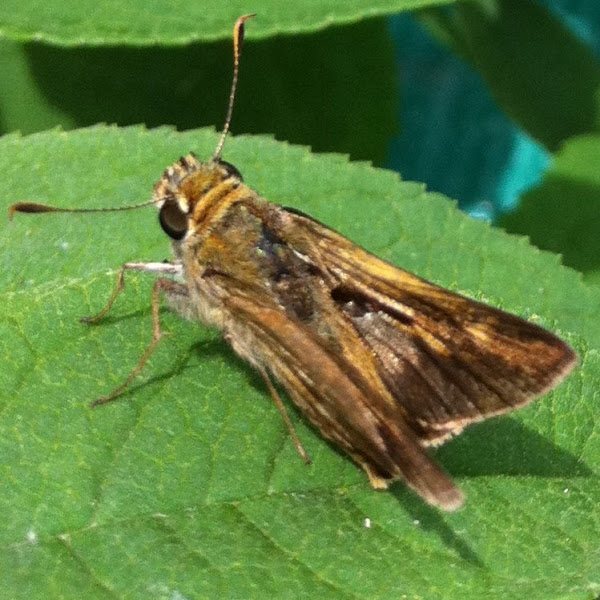 Skipper Moth | Project Noah