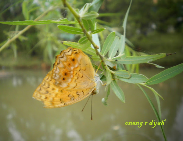 Common Loepard | Project Noah