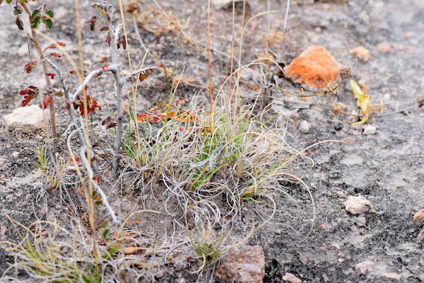 Grass | Project Noah