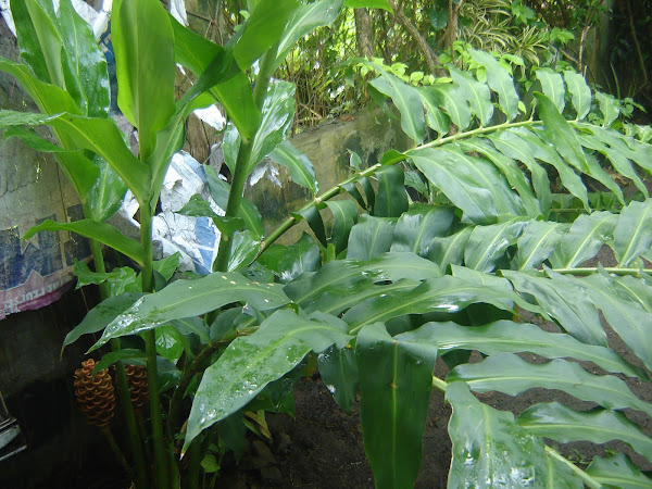 beehive ginger | Project Noah