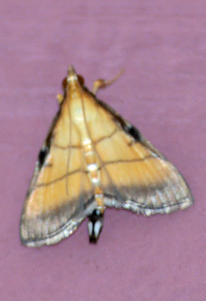 Rice Leaf Roller | Project Noah