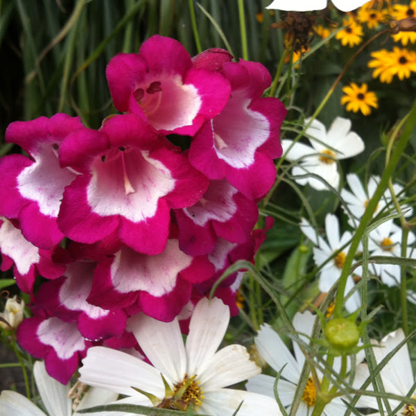 Penstemon | Project Noah