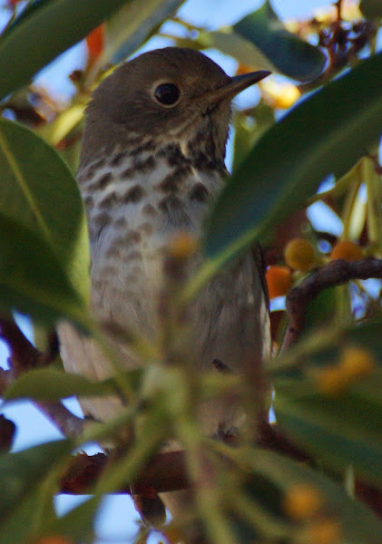 Hermit Thrush | Project Noah