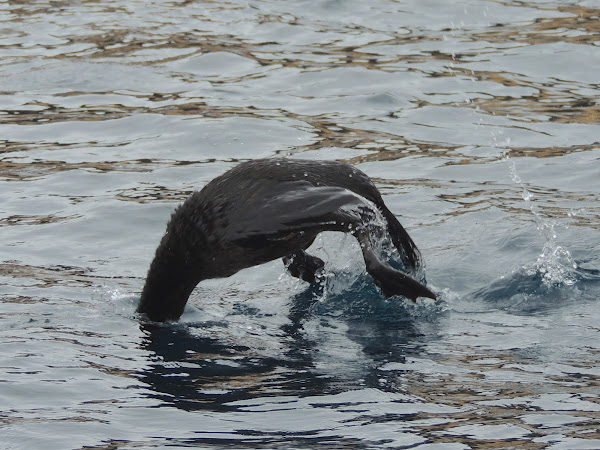 Flightless cormorant | Project Noah