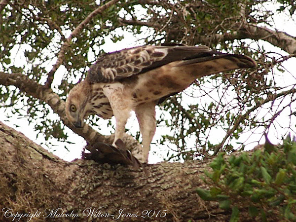 Changeable Hawk Eagle | Project Noah