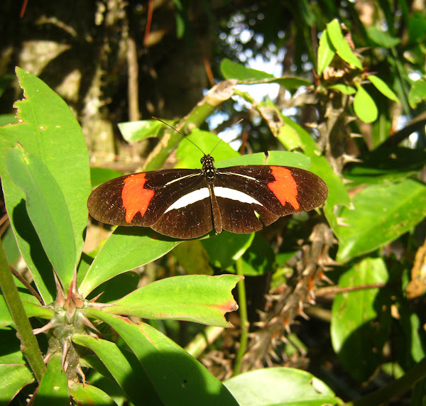 Ted Chestnut or Erato Longwing | Project Noah