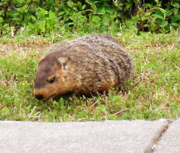 Groundhog | Project Noah