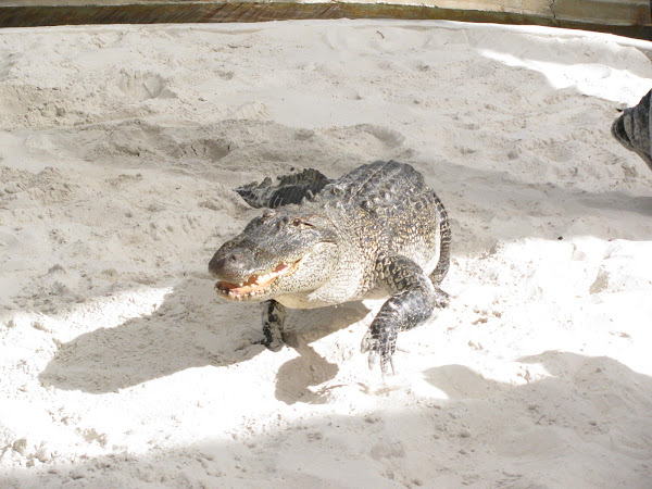 american alligator | Project Noah