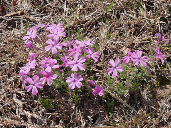 Trailing Phlox | Project Noah