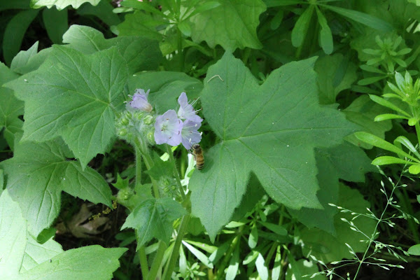 appendaged waterleaf | Project Noah